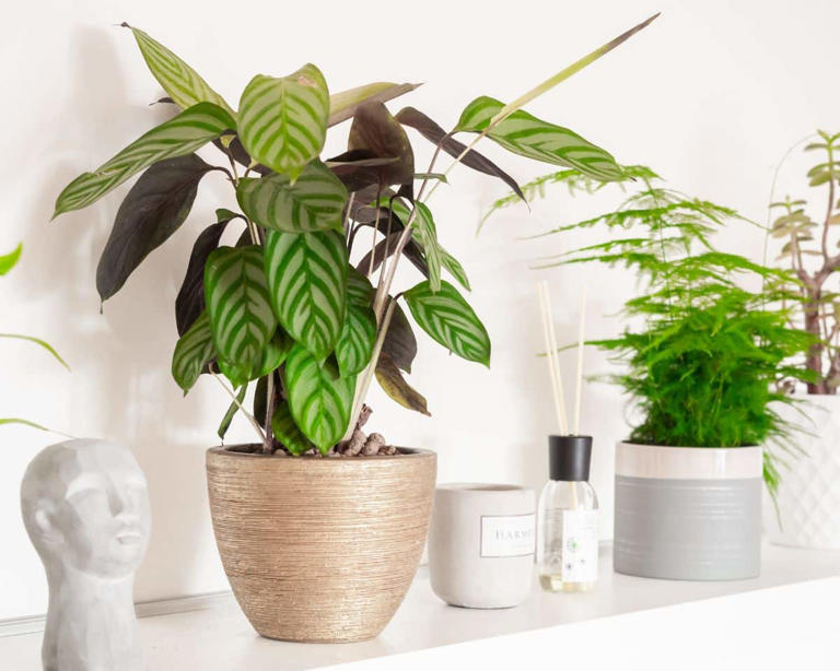 Cómo recuperar una calathea con hojas caídas: causas, solución y ...