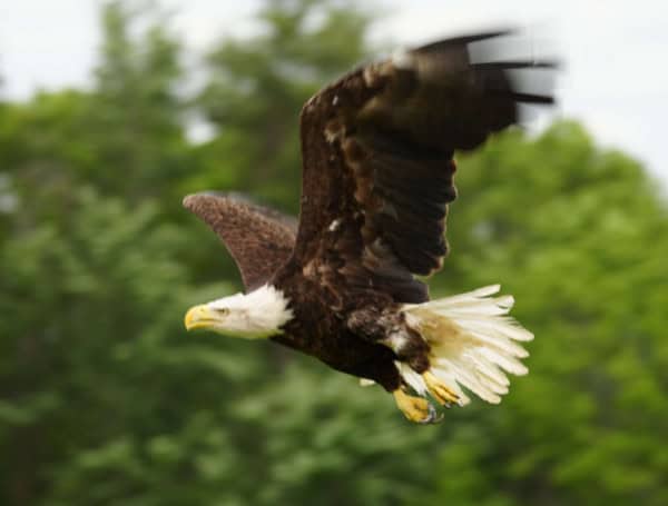 Soaring Symbol In Wisconsin: Eagle’s Miraculous Recovery Just In Time ...