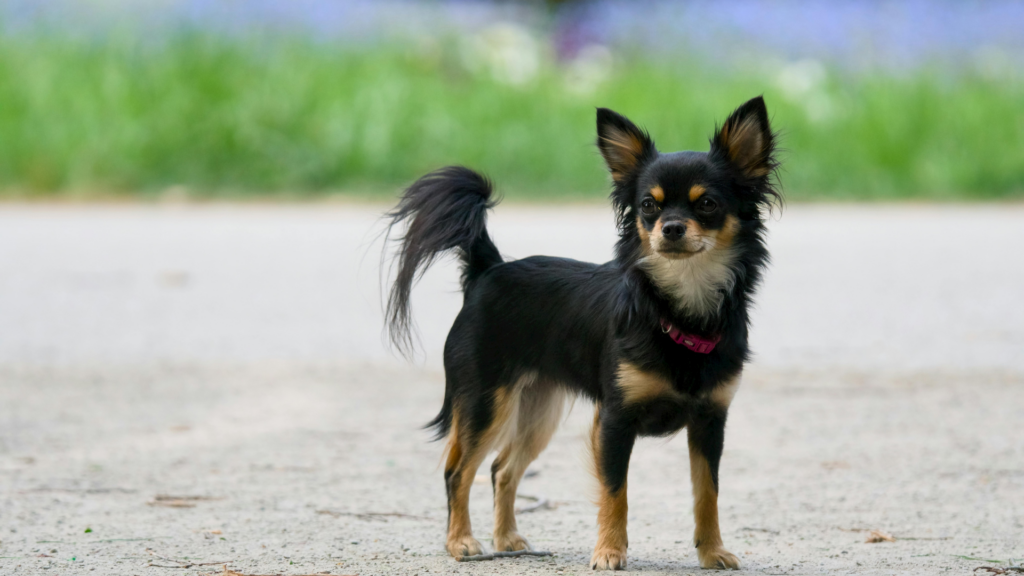 What Your Dog’s Tail Is Really Telling You