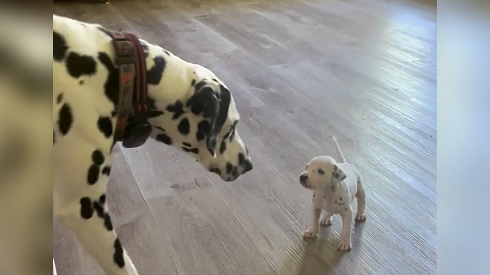 Cute Dalmatian puppy puts up brave front - and goes viral