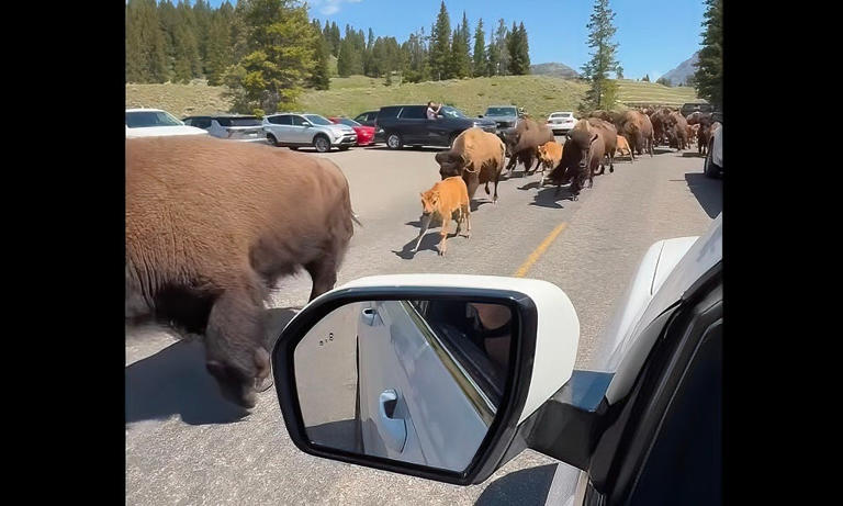 Bison stampede footage shows Yellowstone critters that are ‘born to run’