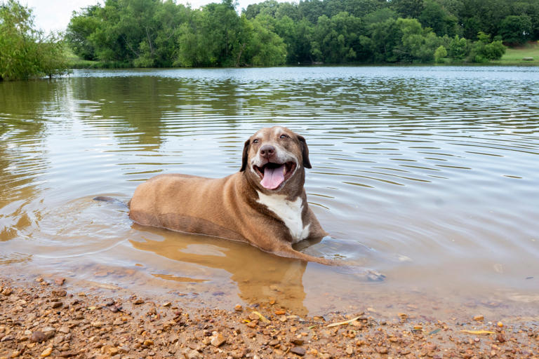 How to stay safe while swimming in Memphis this summer