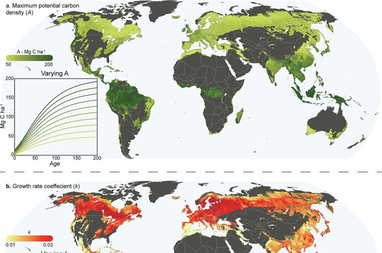Young forests could help to capture carbon in climate change fight