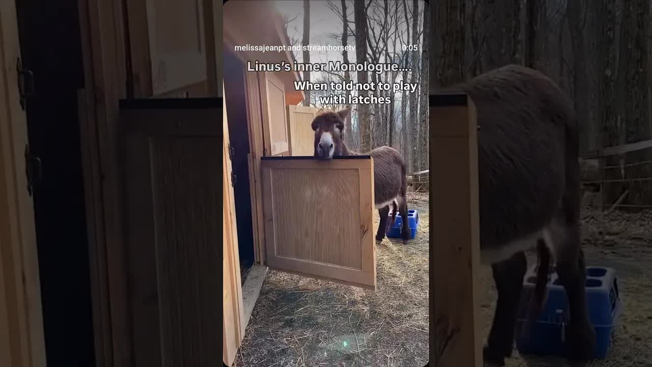 streamhorse: linus the donkey's stall escape with smokey the horse