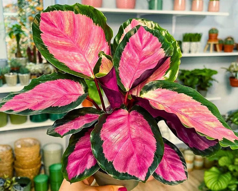 Cómo recuperar una calathea con hojas caídas: causas, solución y ...