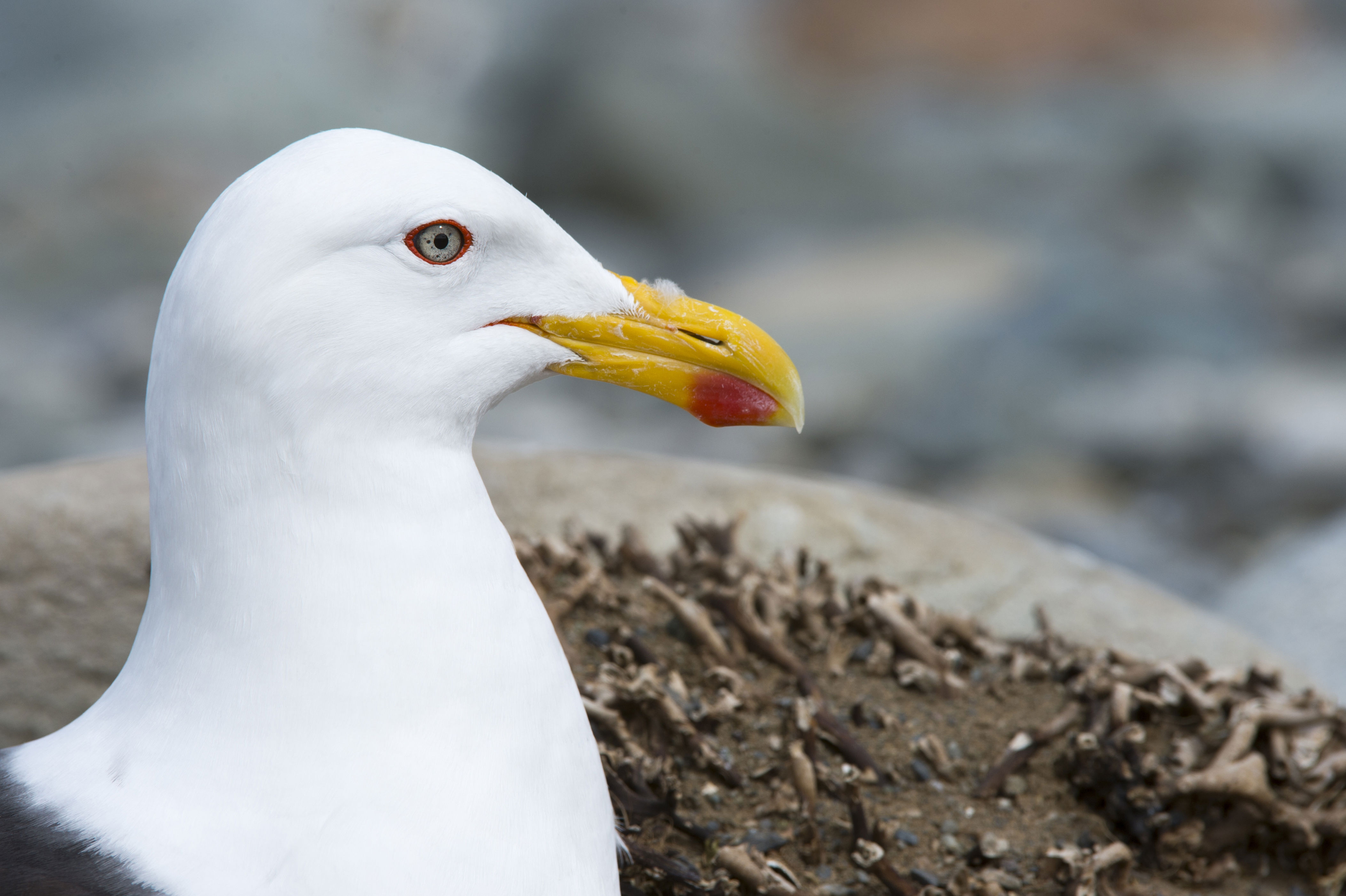 Southern Hemisphere Gull Seen in Wisconsin for the First Time, Drawing ...