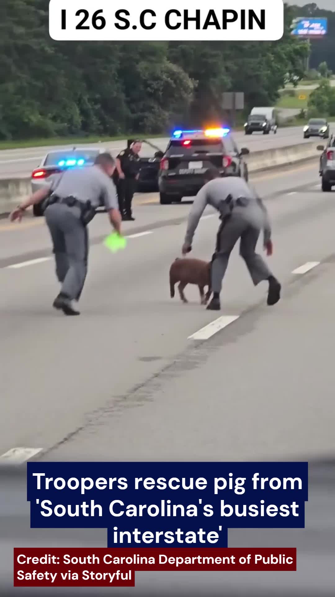 Troopers rescue pig running loose on 'South Carolina's busiest interstate'