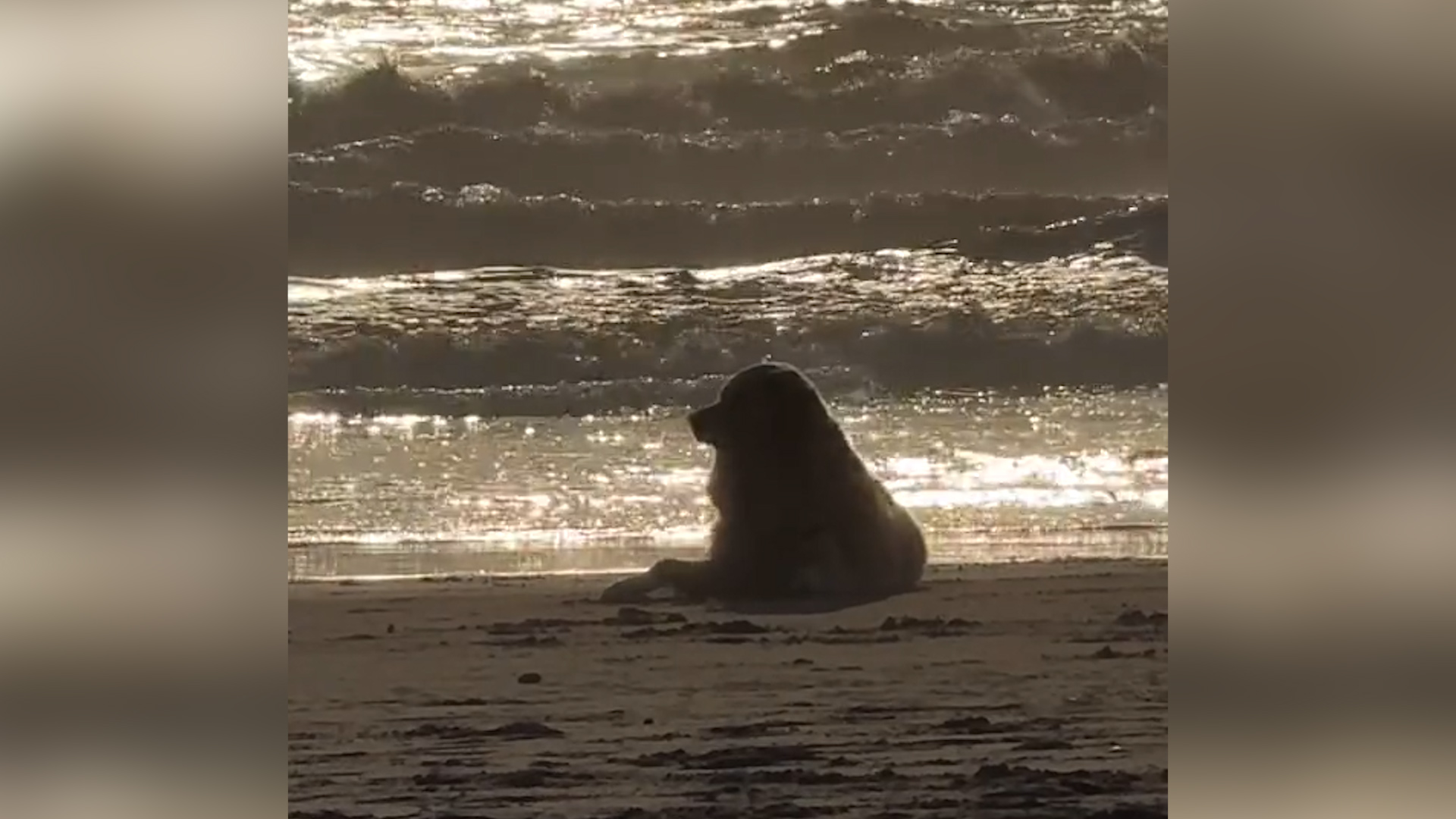 Hysterics At Where Dog Sits On Beach Trip With Owners