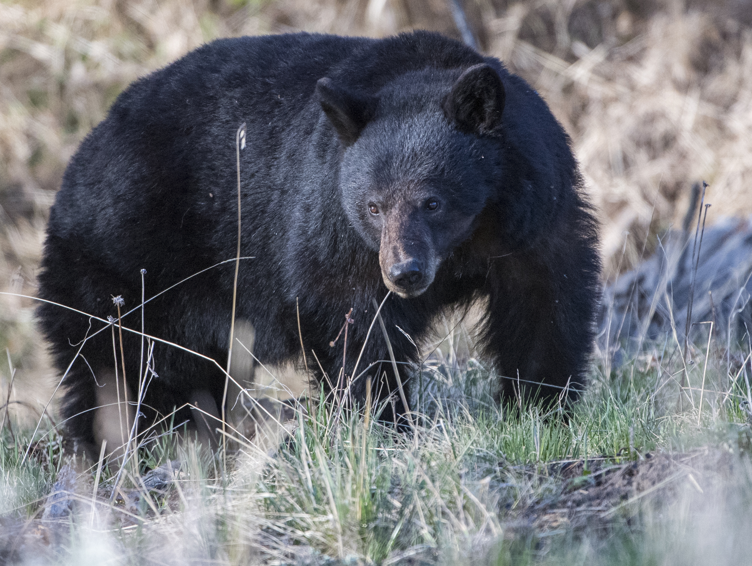 Man decides to help wounded bear—then things take a turn