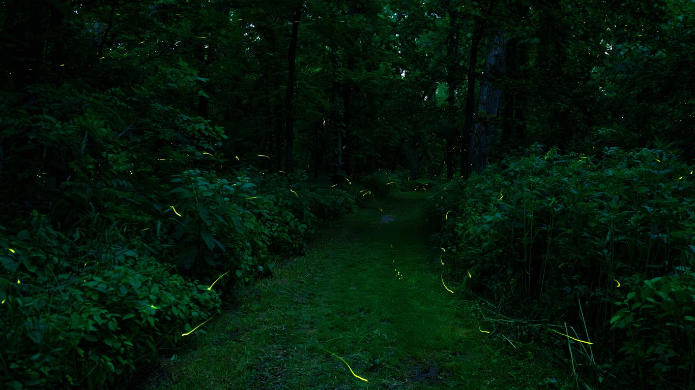 Iowa fireflies come out in droves