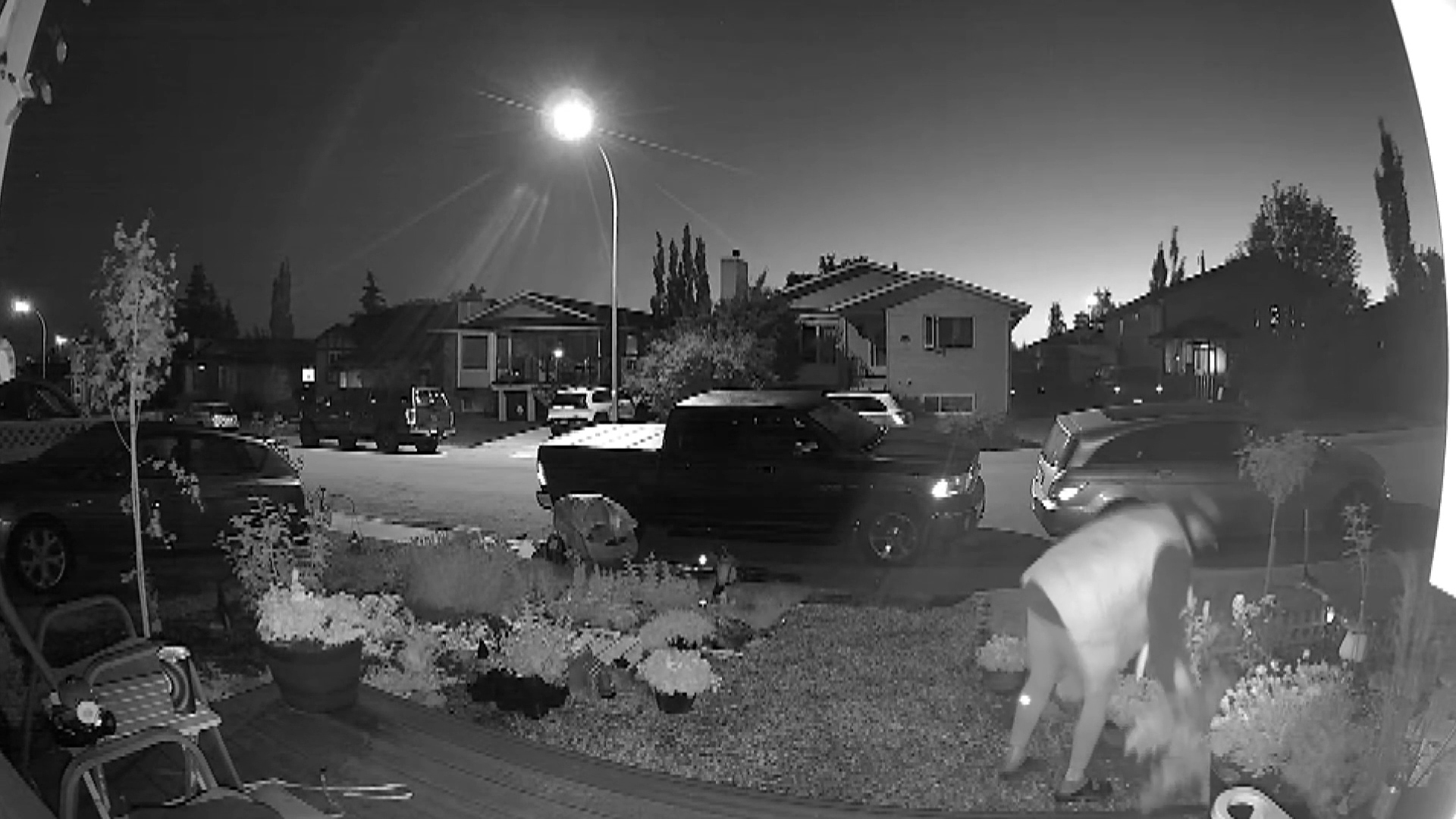 Woman caught on camera allegedly stealing garden supplies from front yards