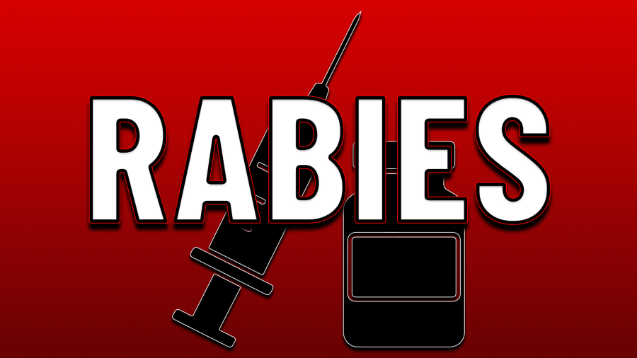 Sheep tests positive for rabies in Monroe County