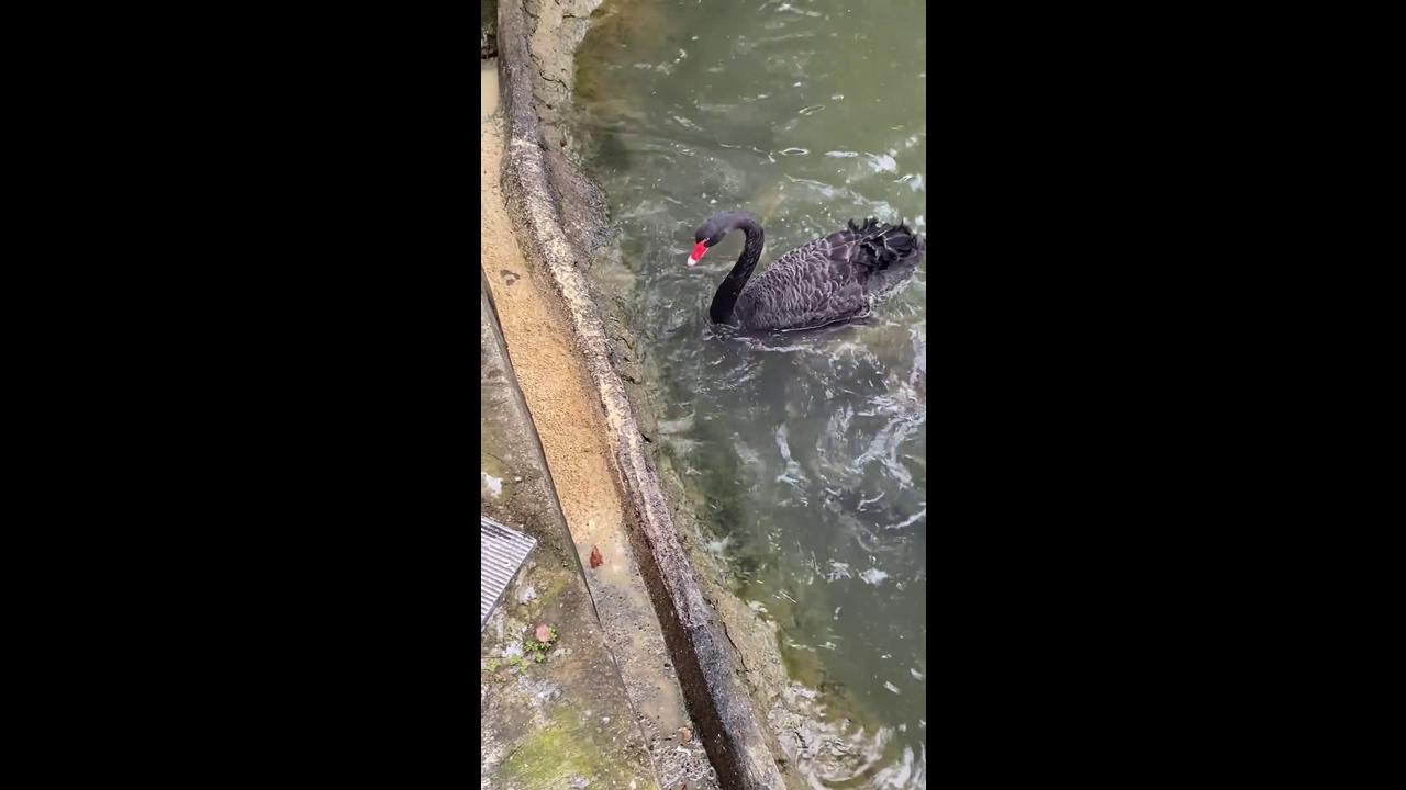 Swan shares food with Koi fish in pond