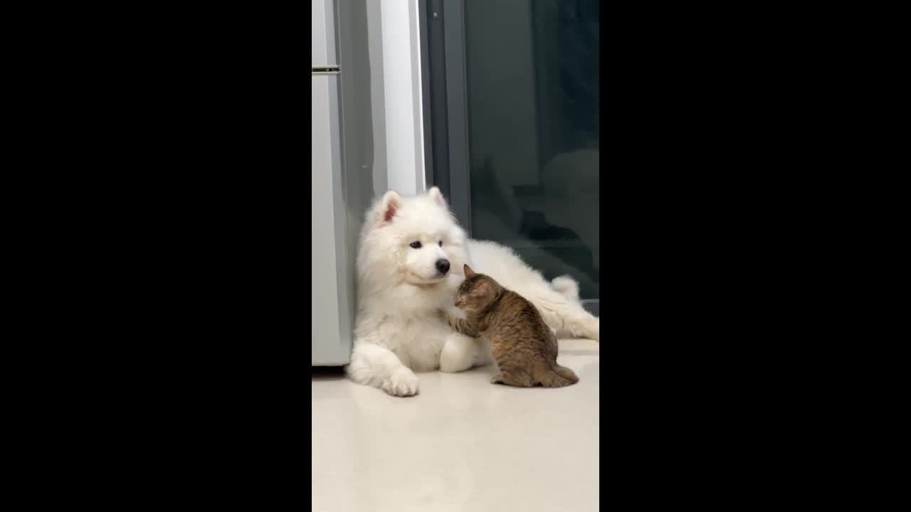 Affectionate pet cat gently paws dog companion