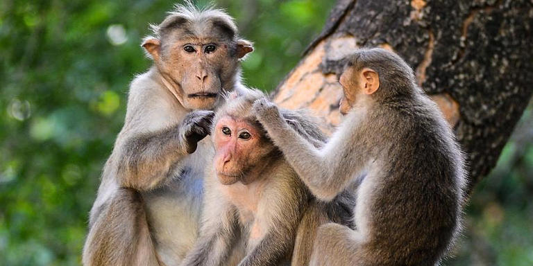 After tigers, 20 Bonnet Macaques found dead in Bandipur Tiger Reserve