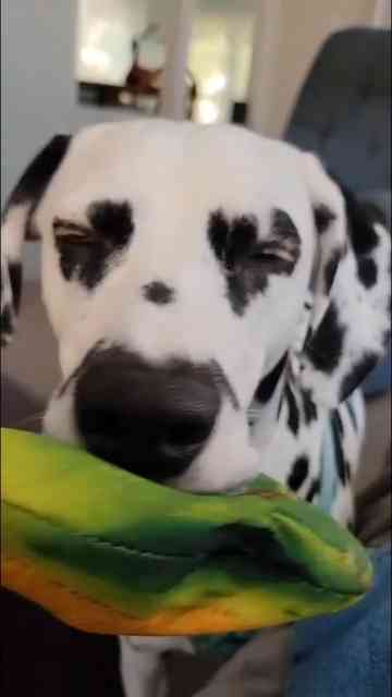 Dogs Being Their Goofy Selves – Try Not to Laugh!