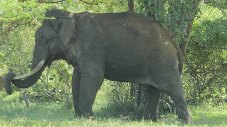 3 killed in wild elephant attacks across Jharkhand