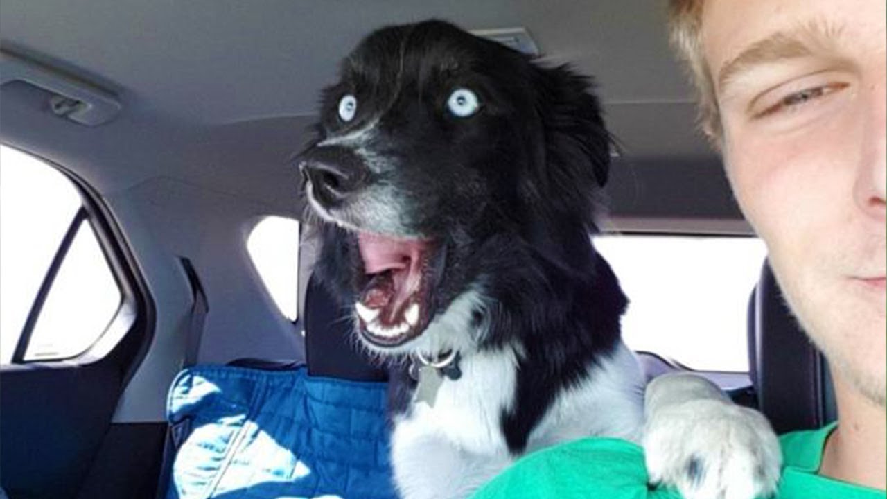 This dog will steal the show every time