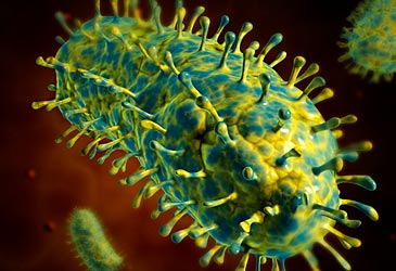 Australian man dies after contracting 'extremely rare' bat lyssavirus