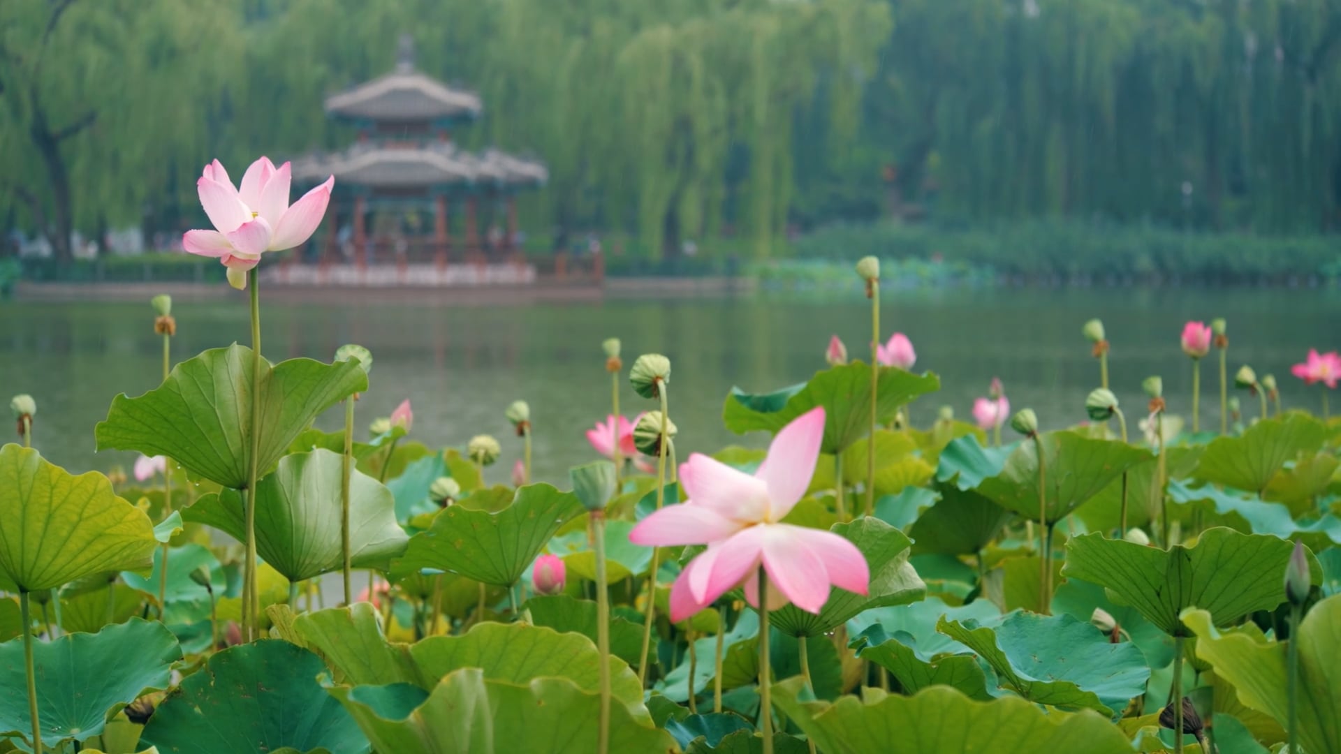 Paysages zen : vues aériennes de la sérénité d'un jardin japonais