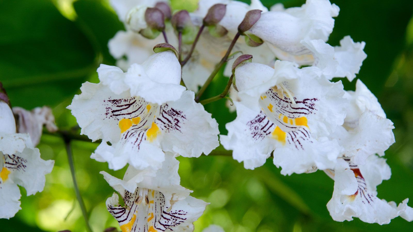 Best plants for silty soil – experts recommend 10 flowers, shrubs and trees that thrive in these ...