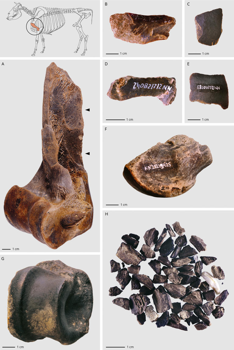 125,000-year-old 'fat factory' run by Neanderthals discovered in Germany