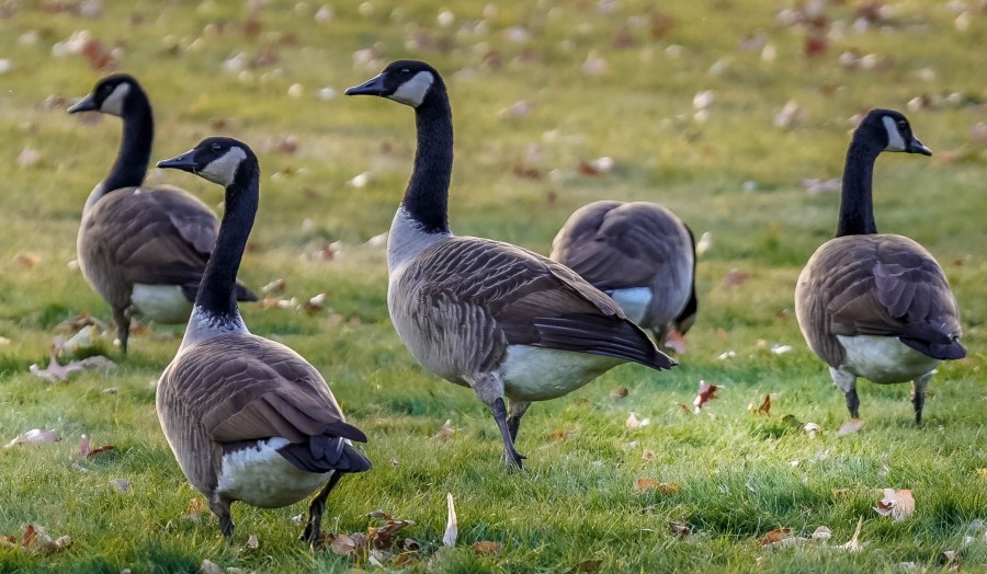5 Canada geese shot, killed at Indy animal rehab center