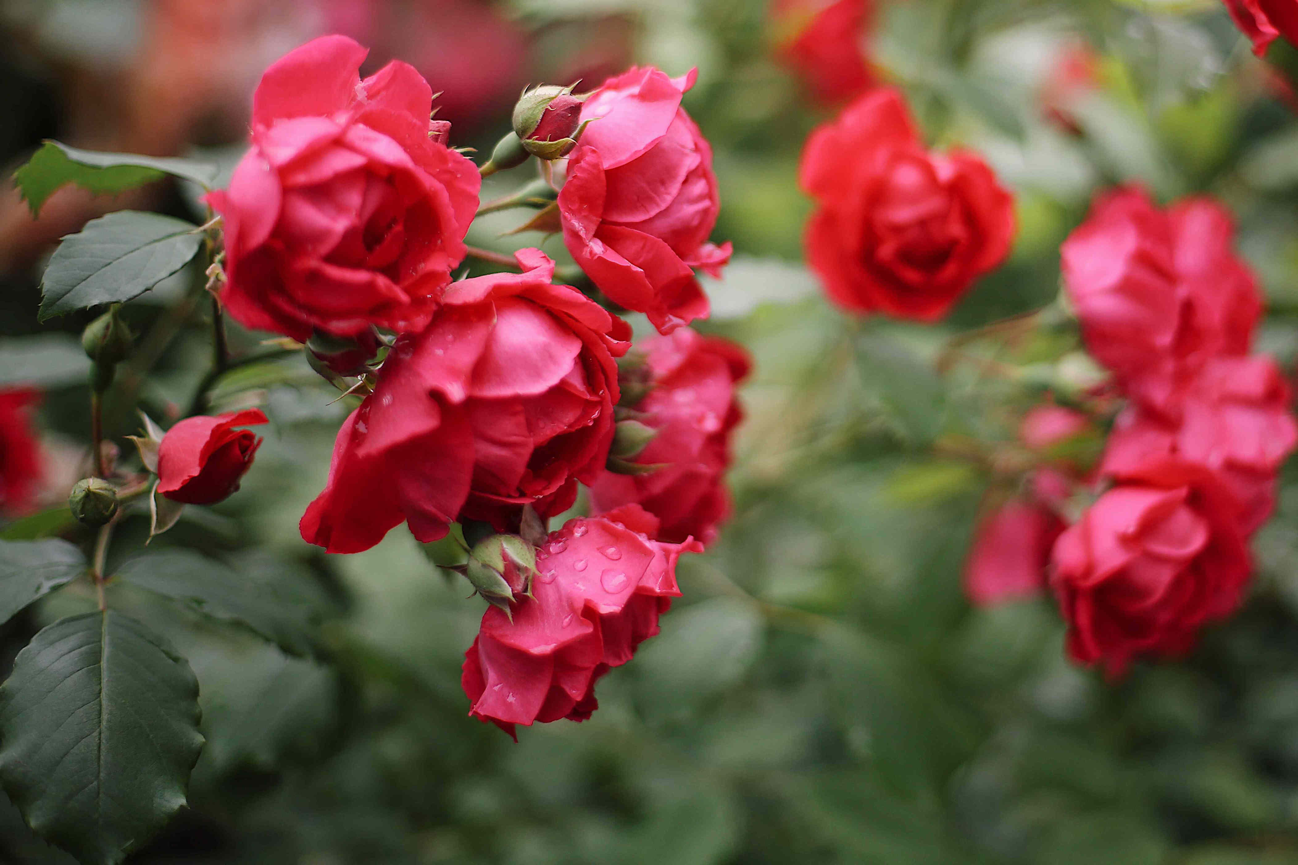 8 Plants You Should Never Grow Next To Roses