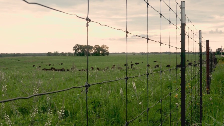 Restoring the prairie: Buffalo continue to thrive at Nachusa Grasslands