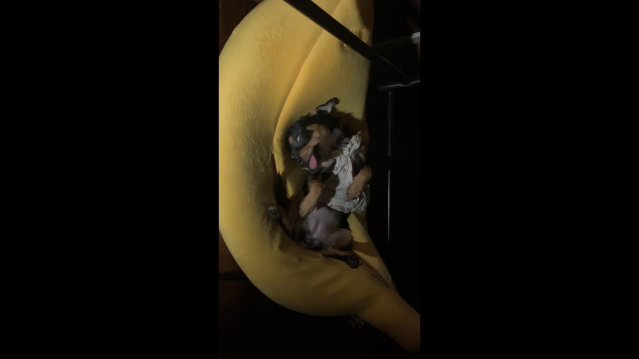 Puppy sleeps in awkward position with tongue hanging out