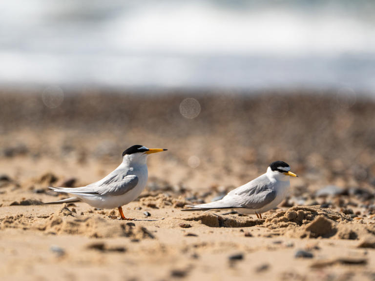 Arctic tern numbers down nearly a third at key breeding site, experts warn
