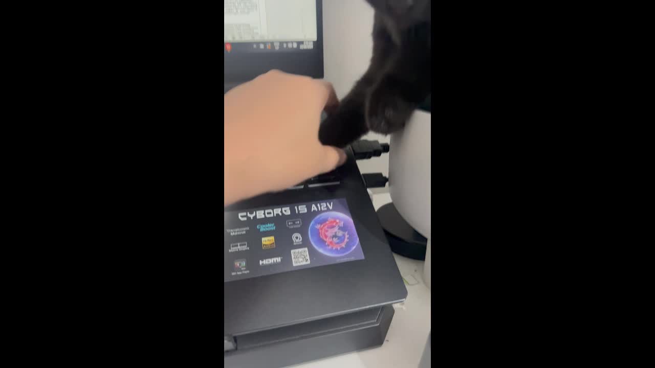 Stubborn pet cat keeps pressing owner's laptop