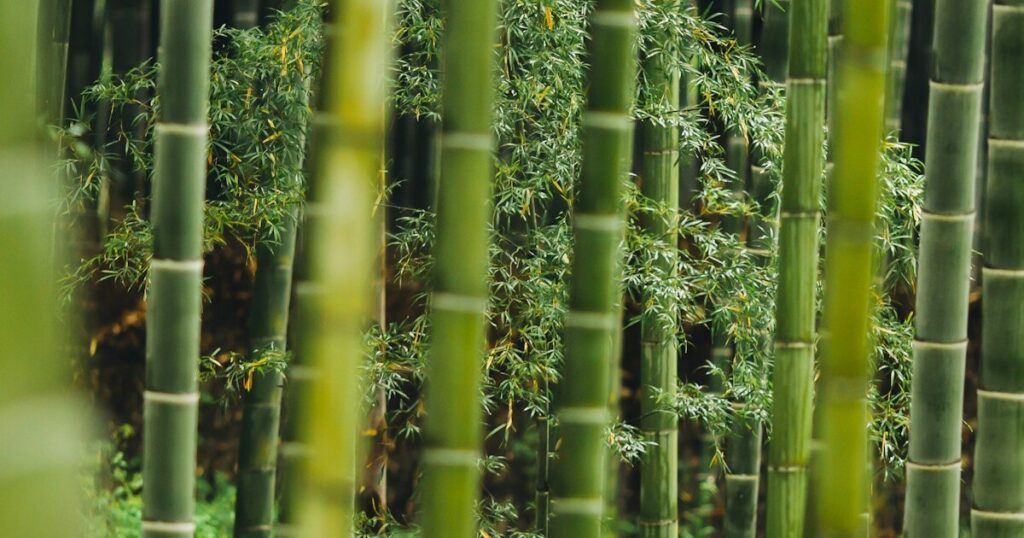 11 Must Know Gardening Tips Before Growing Your Own Bamboo