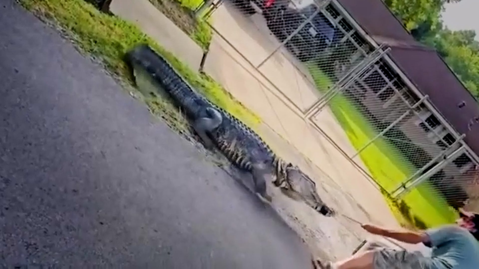Grumpy alligator wrangled after loitering on front lawn