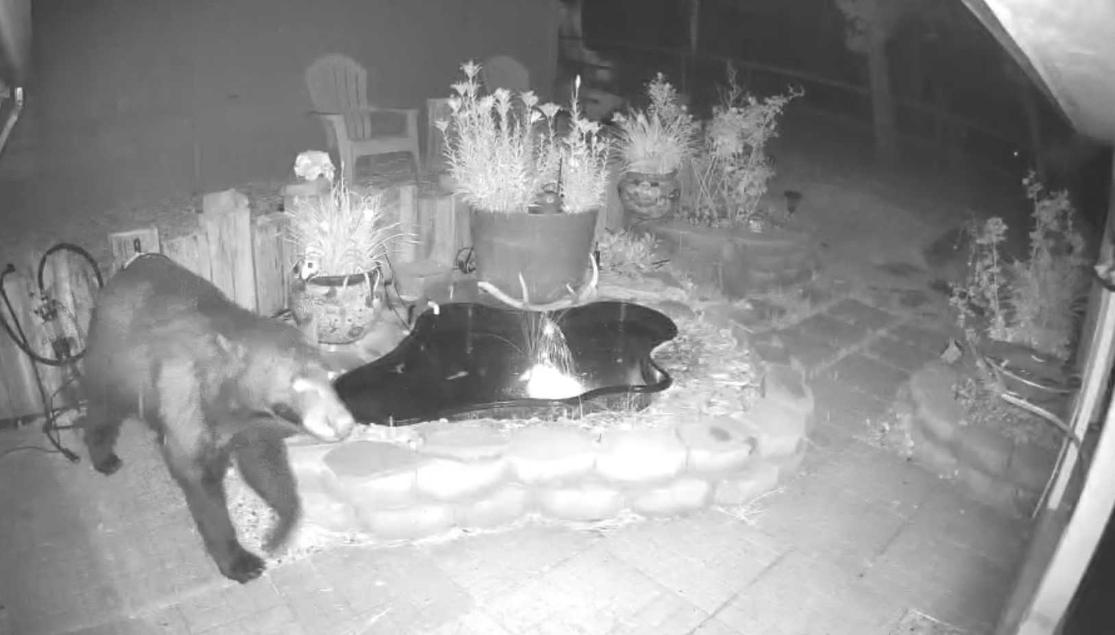 Video shows bear approach Ruidoso cabin