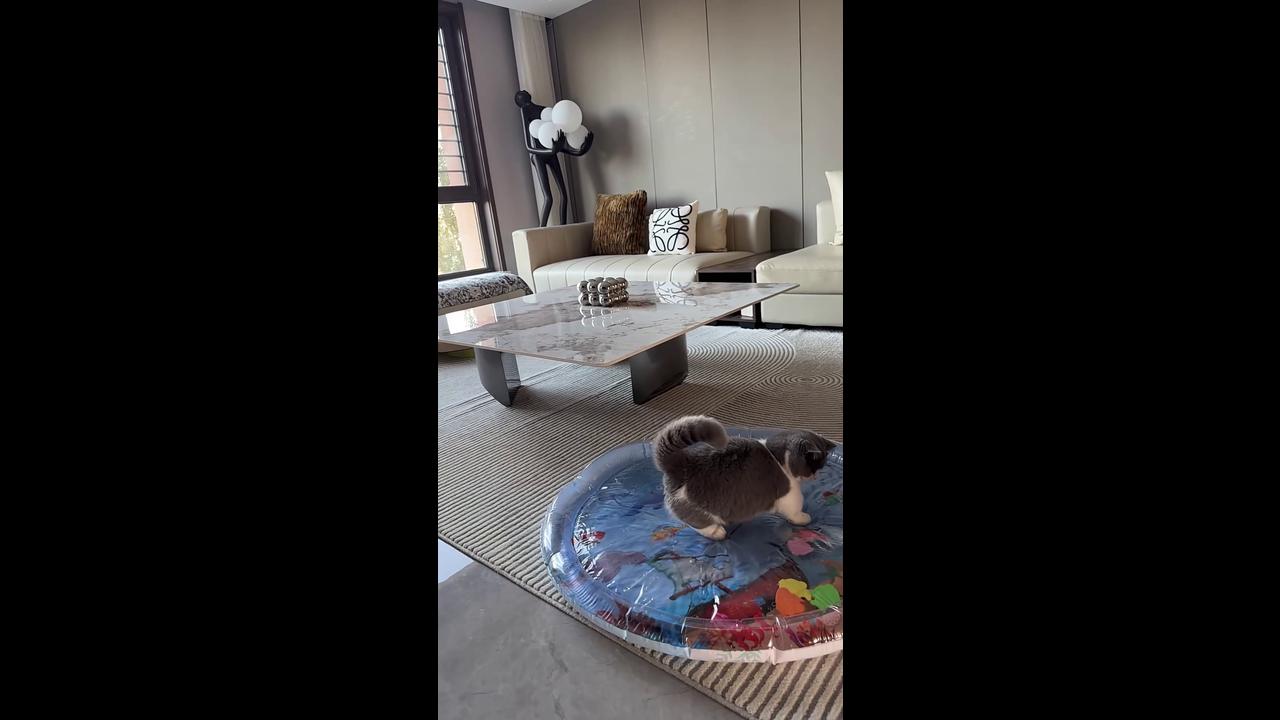 Playful cat runs in circles on water-filled pad