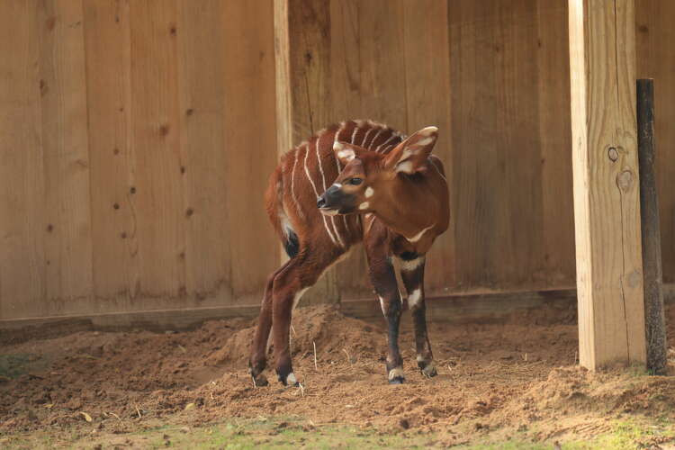Houston Zoo celebrates birth of critically endangered eastern bongo calf