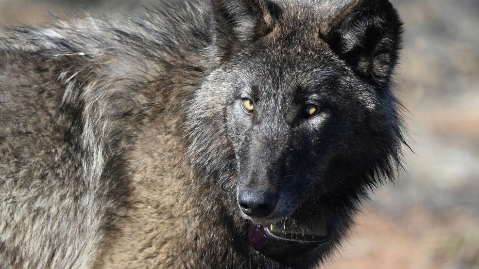 Wolf-livestock program gets $2 million in state budget, aiming to offer ...