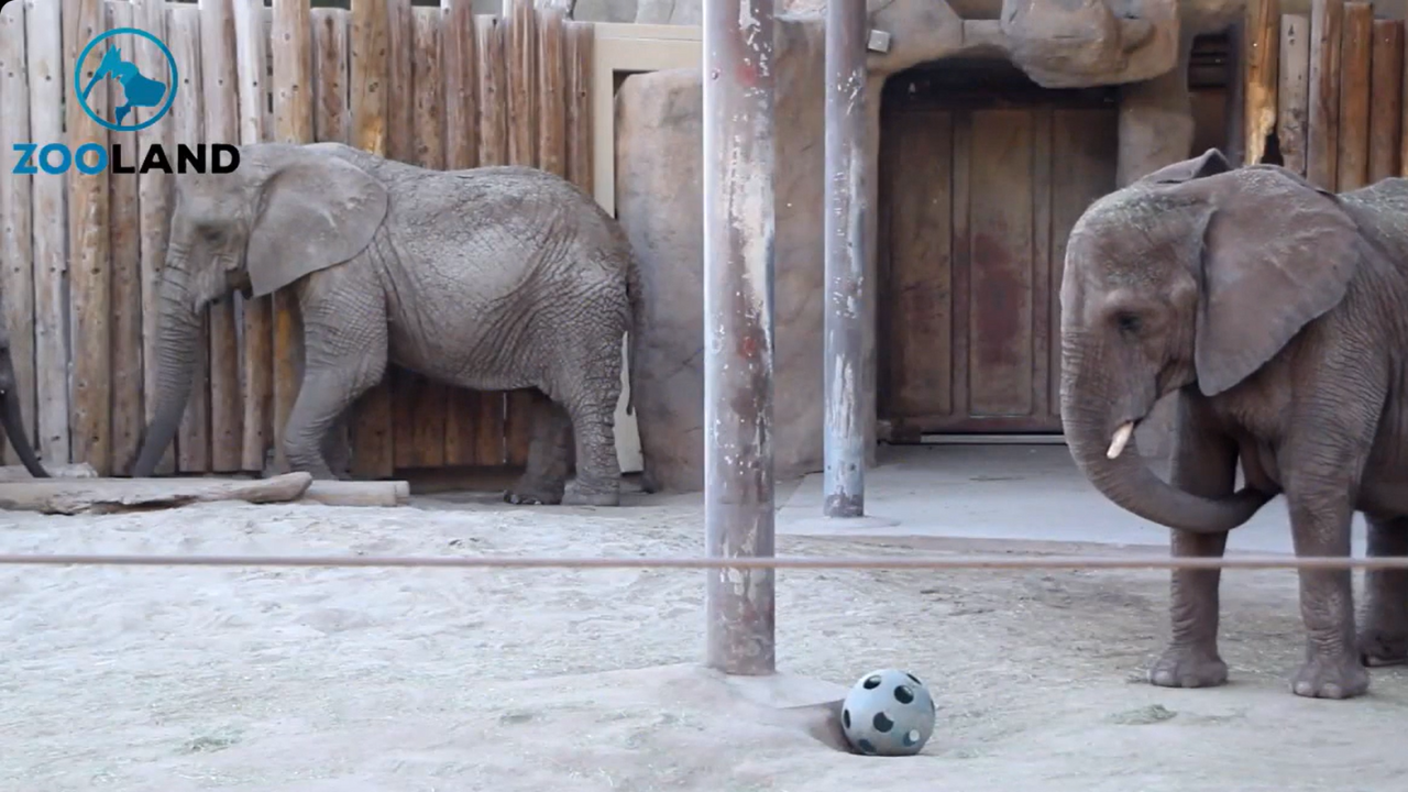 Tired Baby Elephant Faints Next To Mom After Giving Endless Rides To ...