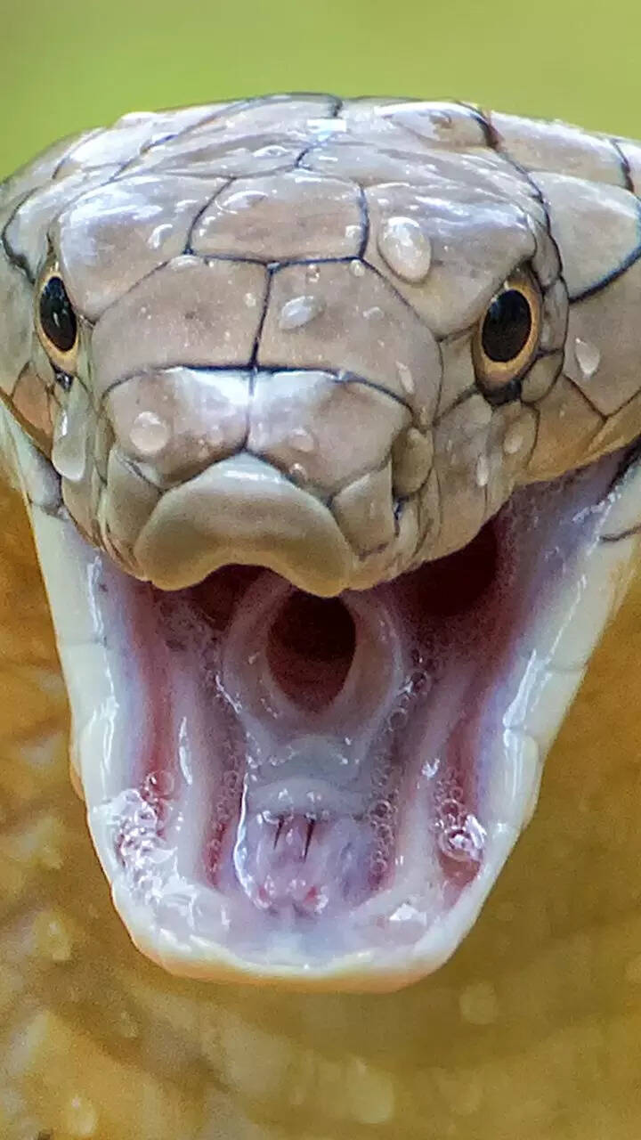 11 dangerous yet beautiful animals on Earth