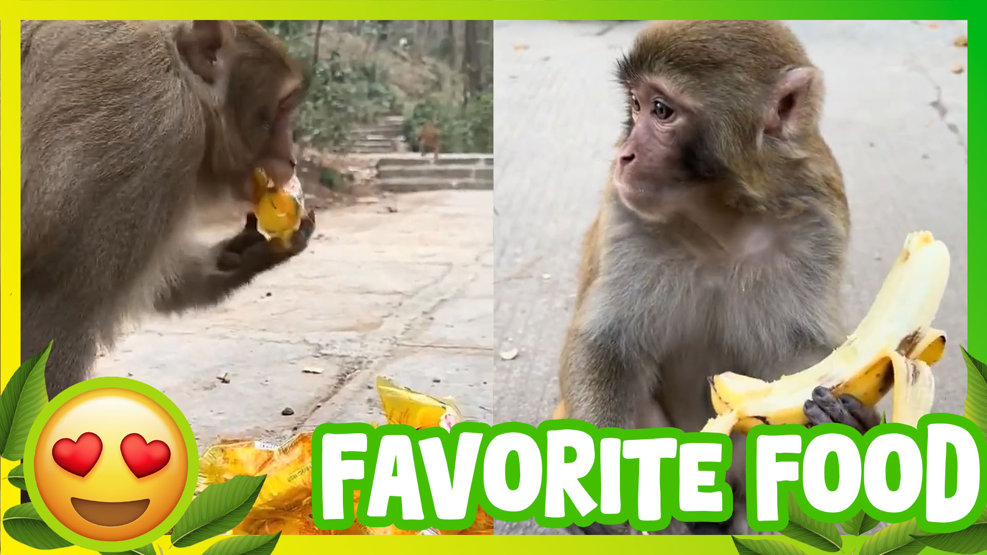 Monkey's Favorite Food Revealed! 🐵🍌 | Cute Reactions & Tasty Moments