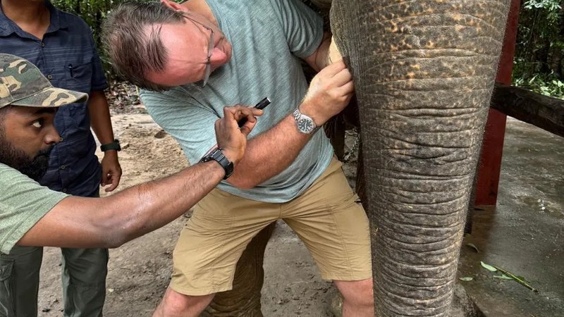 Groundbreaking tusk extraction by University of Pretoria's veterinary ...