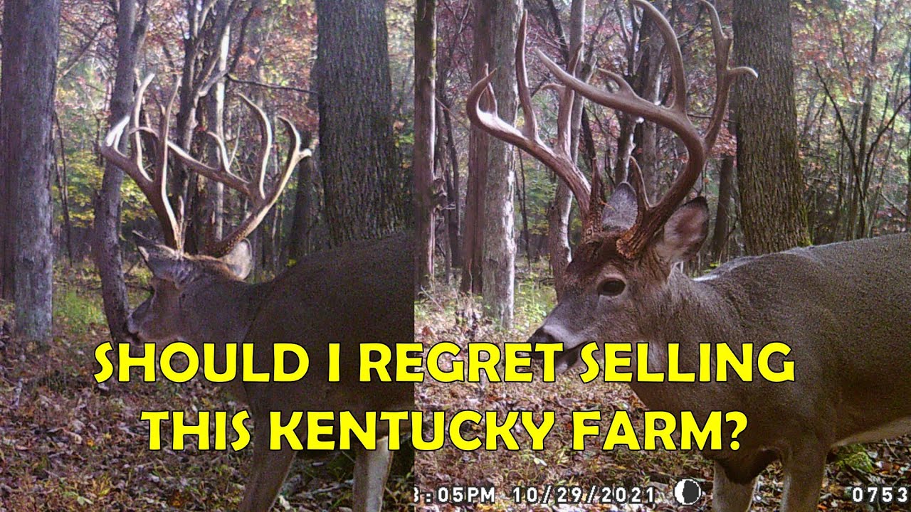 The Ghost Buck of the Kentucky Woods — Read the Description and See ...