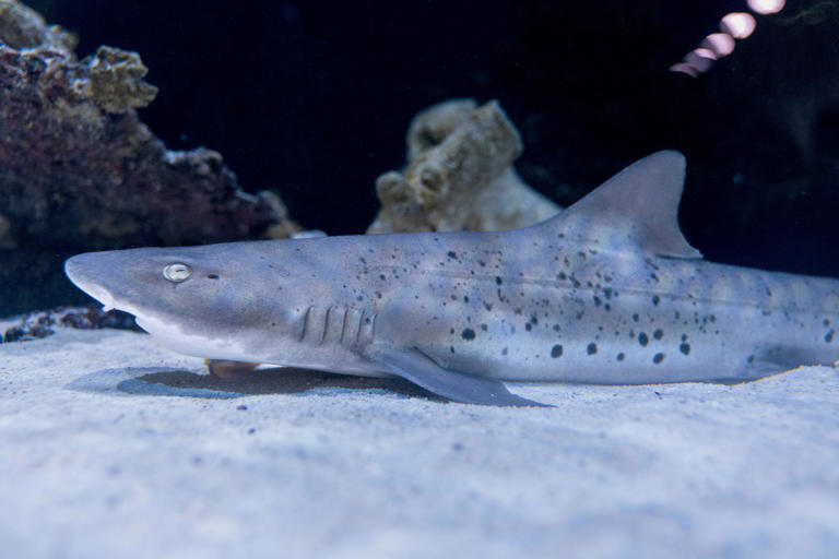 A post claimed an Iowa shark attack happened. It was fake, but a shark ...