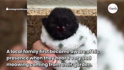 This cute kitty was abandoned because of a very unusual birth defect