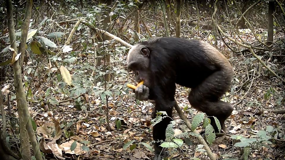 Protecting Nigeria’s endangered primates
