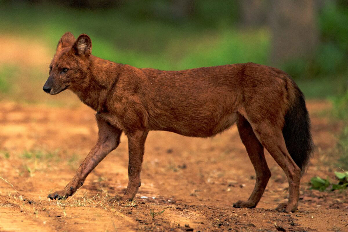 Nepal launches plan to boost science, awareness to save dholes Nepal launches plan to boost science, awareness to save dholes
