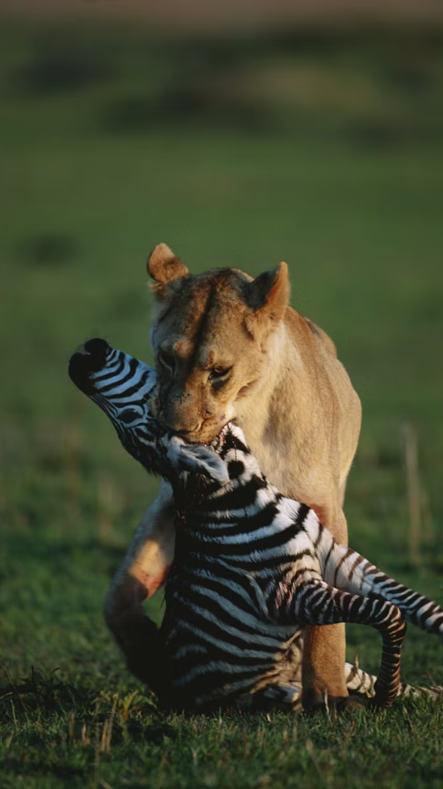 Can animals think like us? 8 mind-blowing examples for curious students