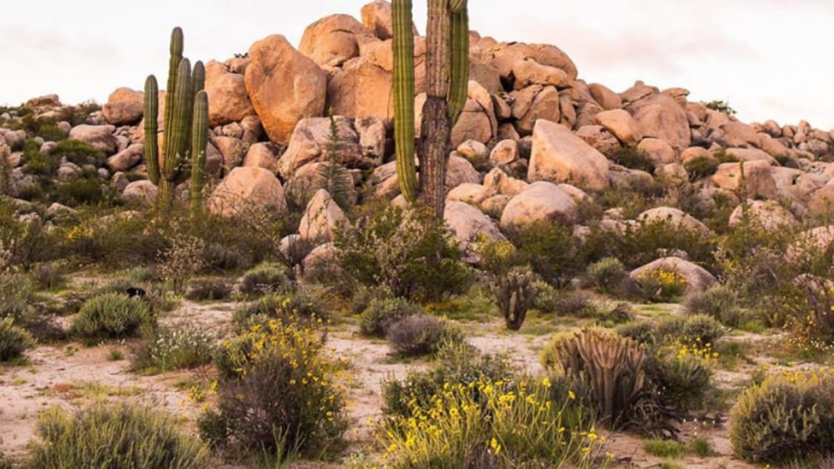 Can you spot the hidden dog in this puzzling photo that's stumped the ...