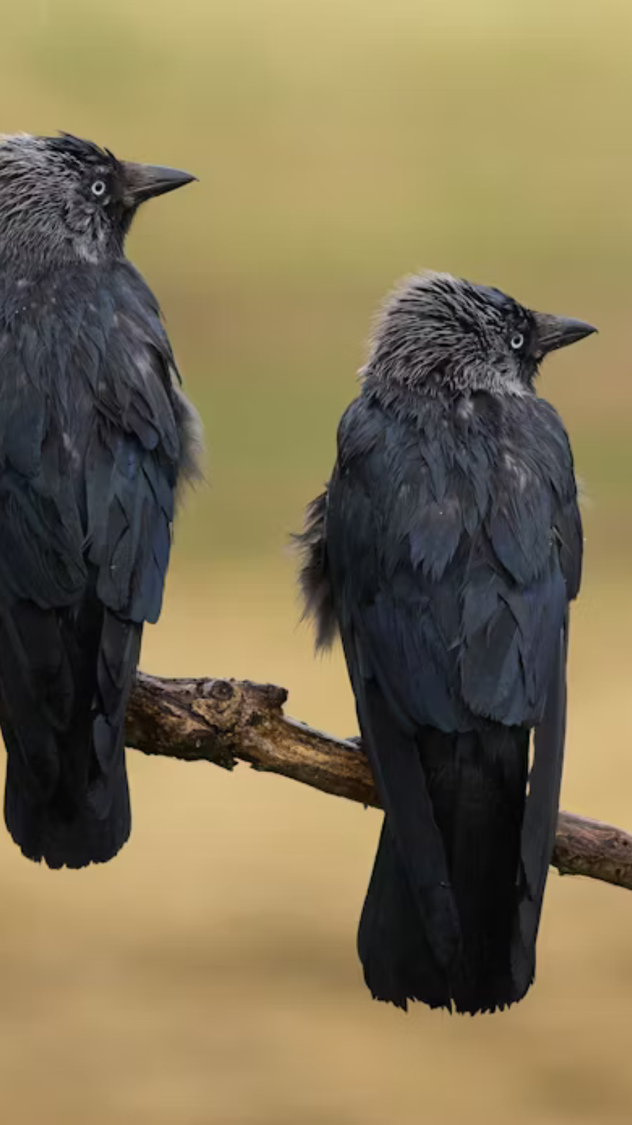 Can animals think like us? 8 mind-blowing examples for curious students